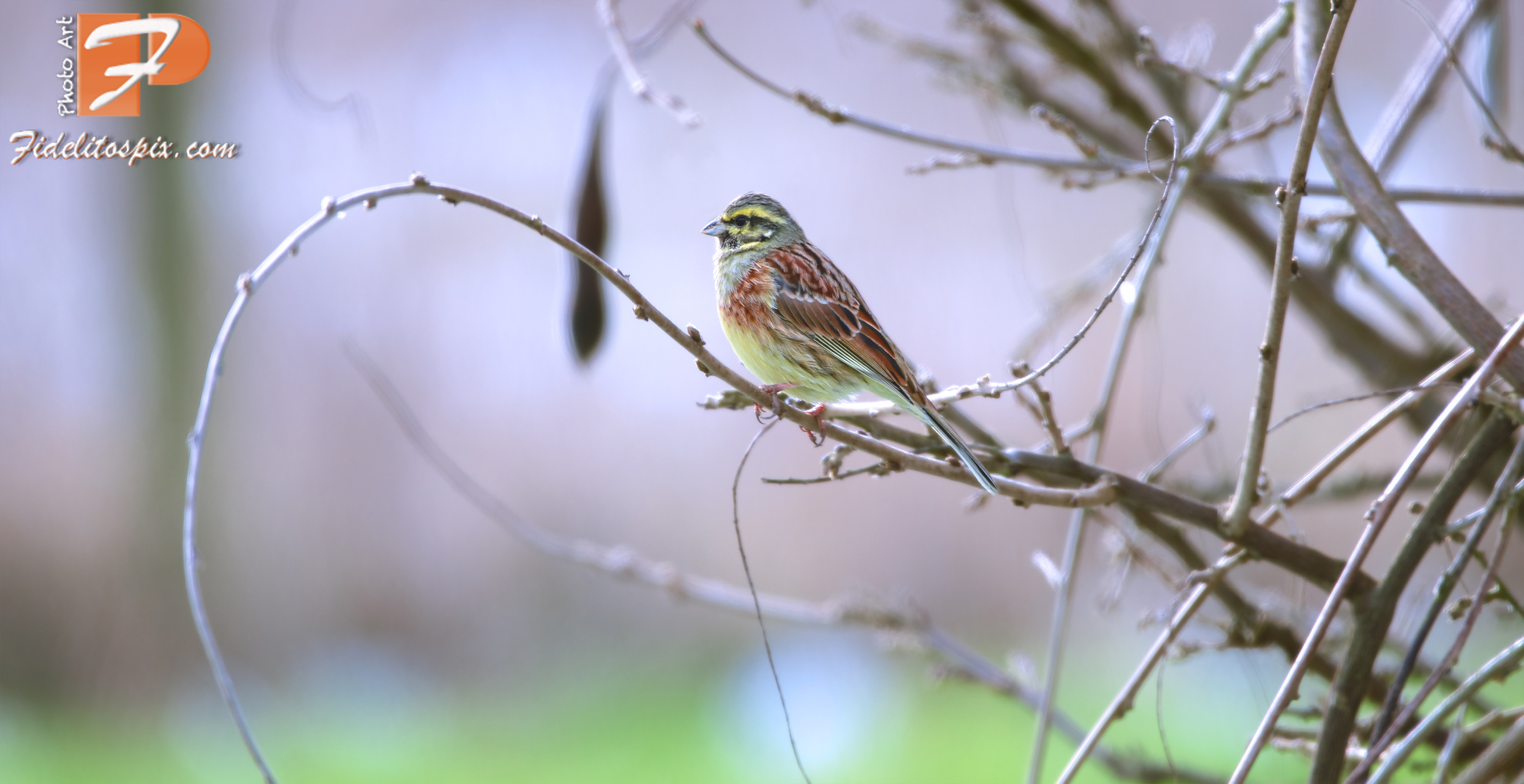 Bird Stories – Talin (Cirl Bunting) – Fidelitos